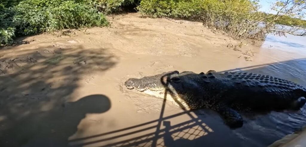 Dominator: Meet the largest surviving crocodile which is 20 feet long ...
